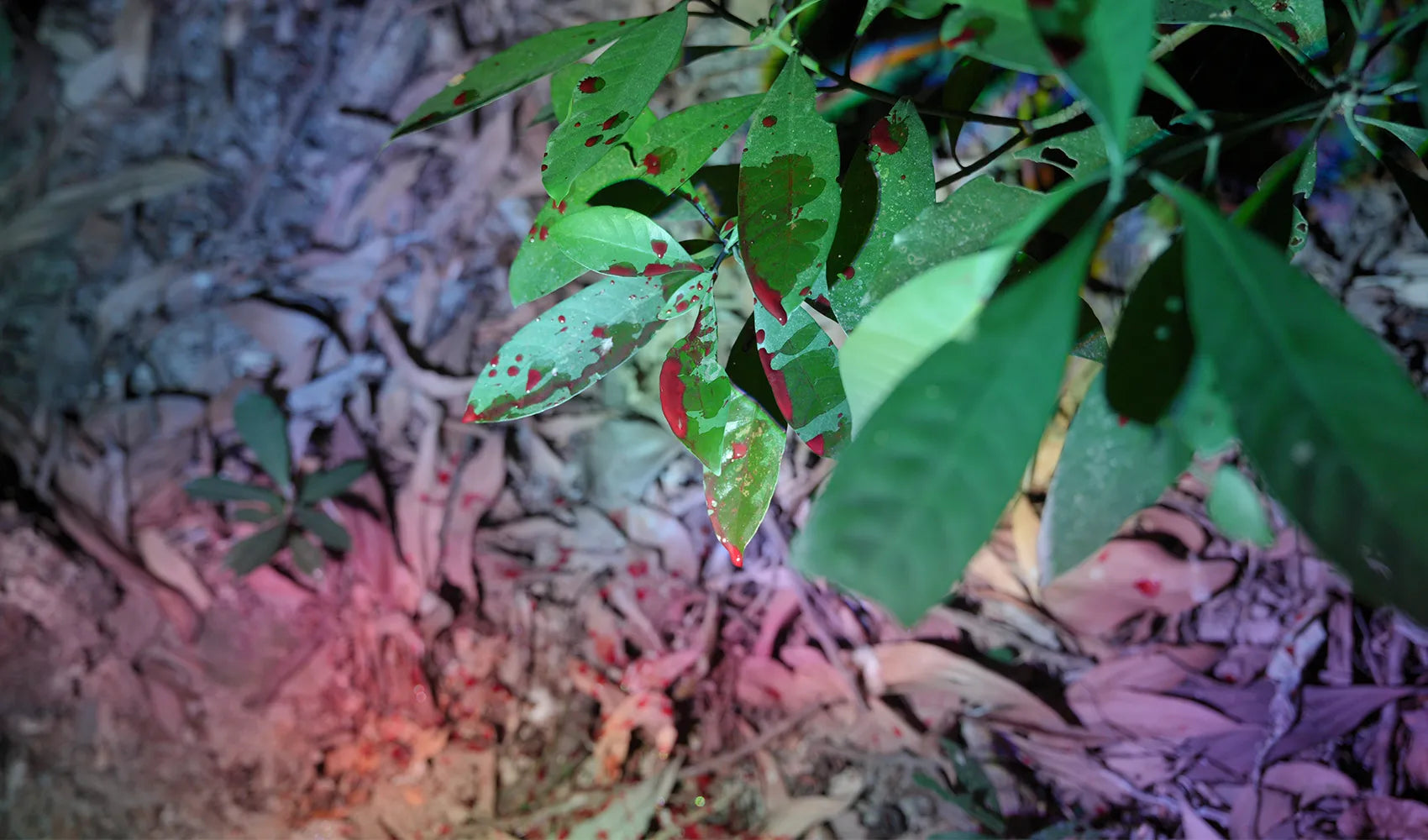 How Blood Tracking Lights Work: The Science Behind Seeing Blood at Nig